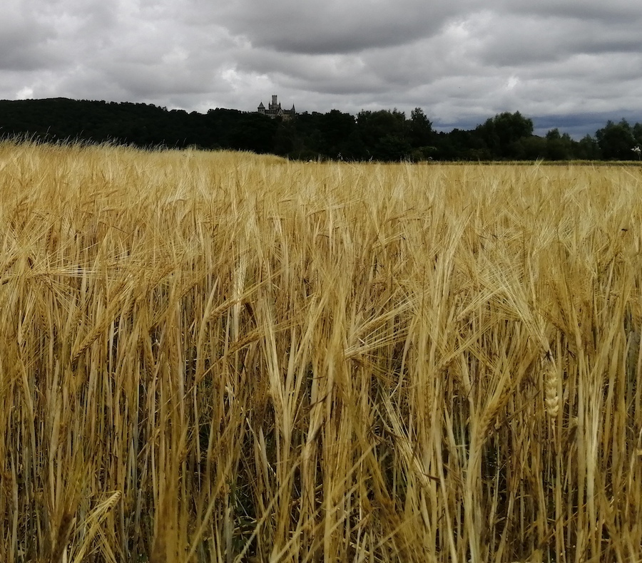 Braugerste aus Mahlerten - Hildesheimer Braumanufaktur